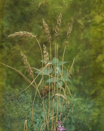 Ken Lilly - Exquisite 1982 Watercolour, Harvest Mouse