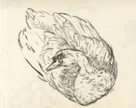 Contemporary Pen and Ink Drawing - Swan