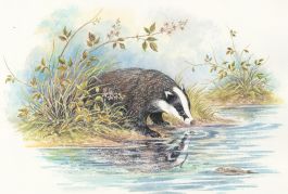 Frances Fry - Contemporary Watercolour, Badger by a River