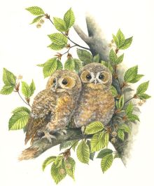 Frances Fry - Signed Contemporary Watercolour, Two Owls in a Tree