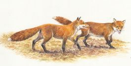 Frances Fry - Contemporary Watercolour, Foxes