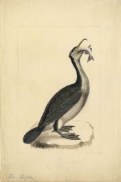 Theodore Compton - 19th Century Watercolour, The Shag