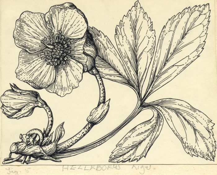 Laura Ripley - 1957 Pen and Ink Drawing, Kew Series: British Flowering ...