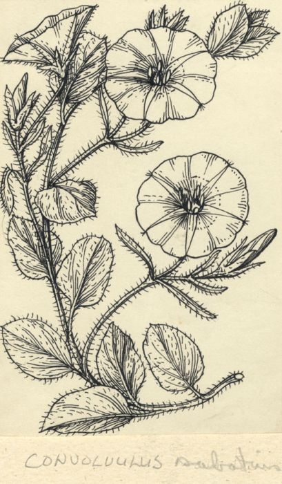 Laura Ripley - 1957 Pen and Ink Drawing, Kew Series: British Flowering ...