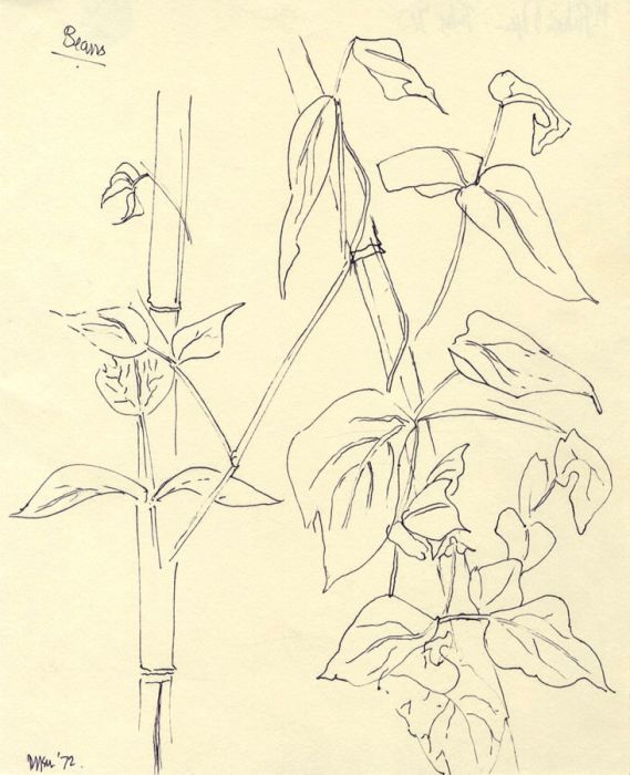 Julian Dyson - 1972 Pen and Ink Drawing, Beans