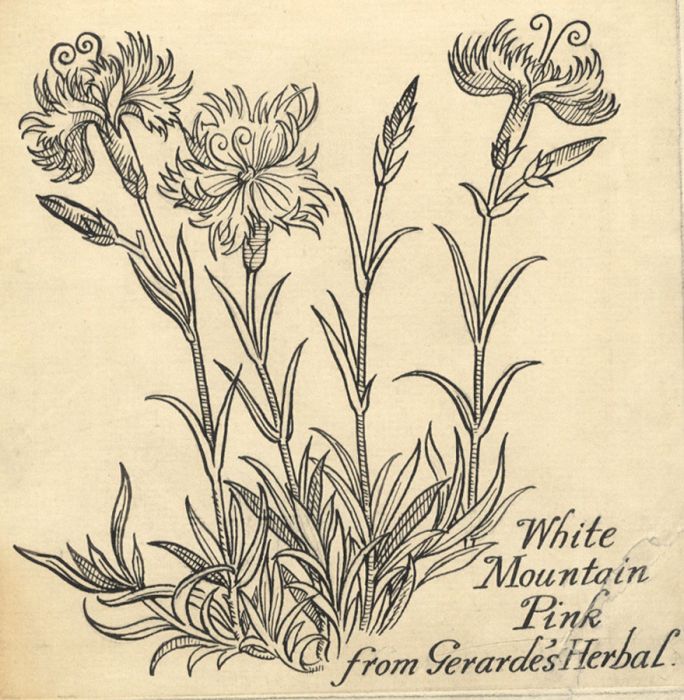 Herbert Cole - 1914 Pen and Ink Drawing, Illustration of Decorative Form