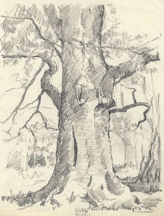Marcus Adams - 1938 Graphite Drawing, New Forest