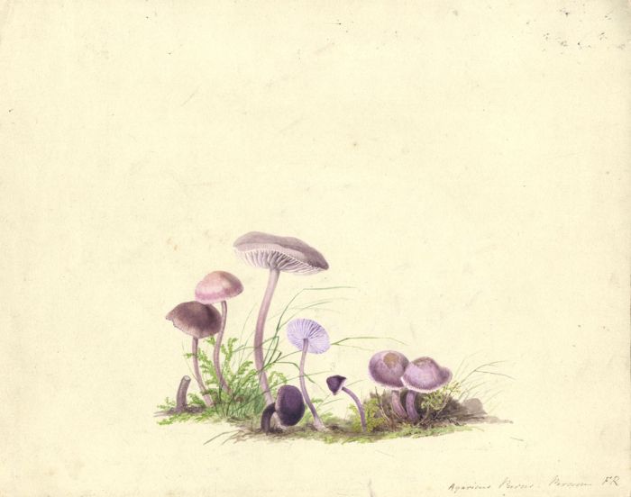Frances Reed (Sister of Anna Maria Hussey) - 1840s Watercolour ...