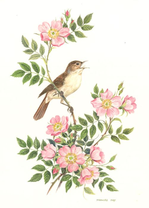 Frances Fry - Signed Contemporary Watercolour, Bird on a Rose Bush