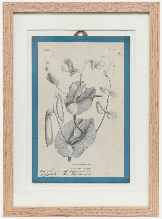 Native Flora of Europe - Framed 19th Century Lithograph, Pisum sativum